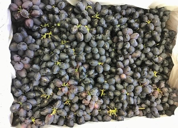 UPDATE: MARKON FIRST CROP (MFC) LUNCH BUNCH AND READY-SET-SERVE (RSS ...