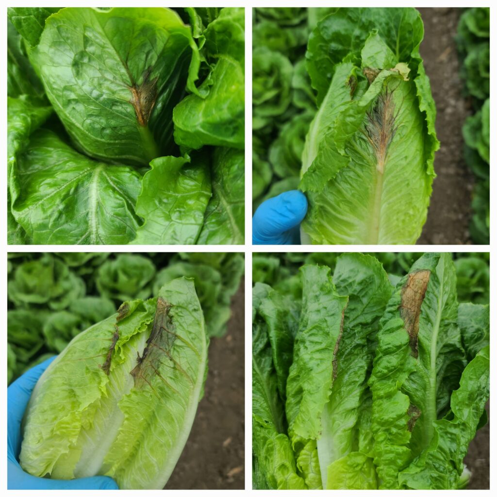 FROM THE FIELDS: SALINAS VALLEY ICEBERG LETTUCE UPDATE - Markon