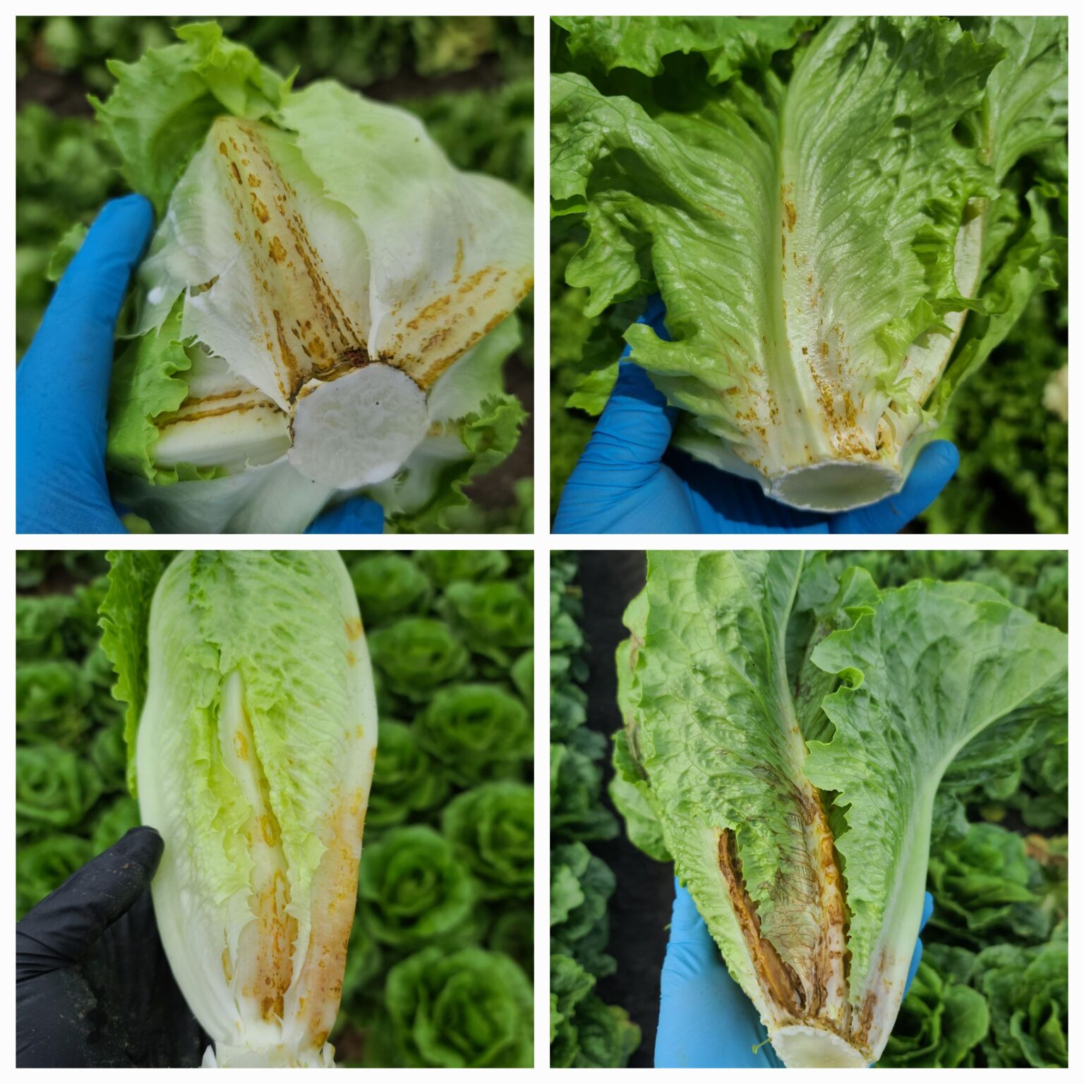 FROM THE FIELDS: SALINAS VALLEY ICEBERG LETTUCE UPDATE - Markon