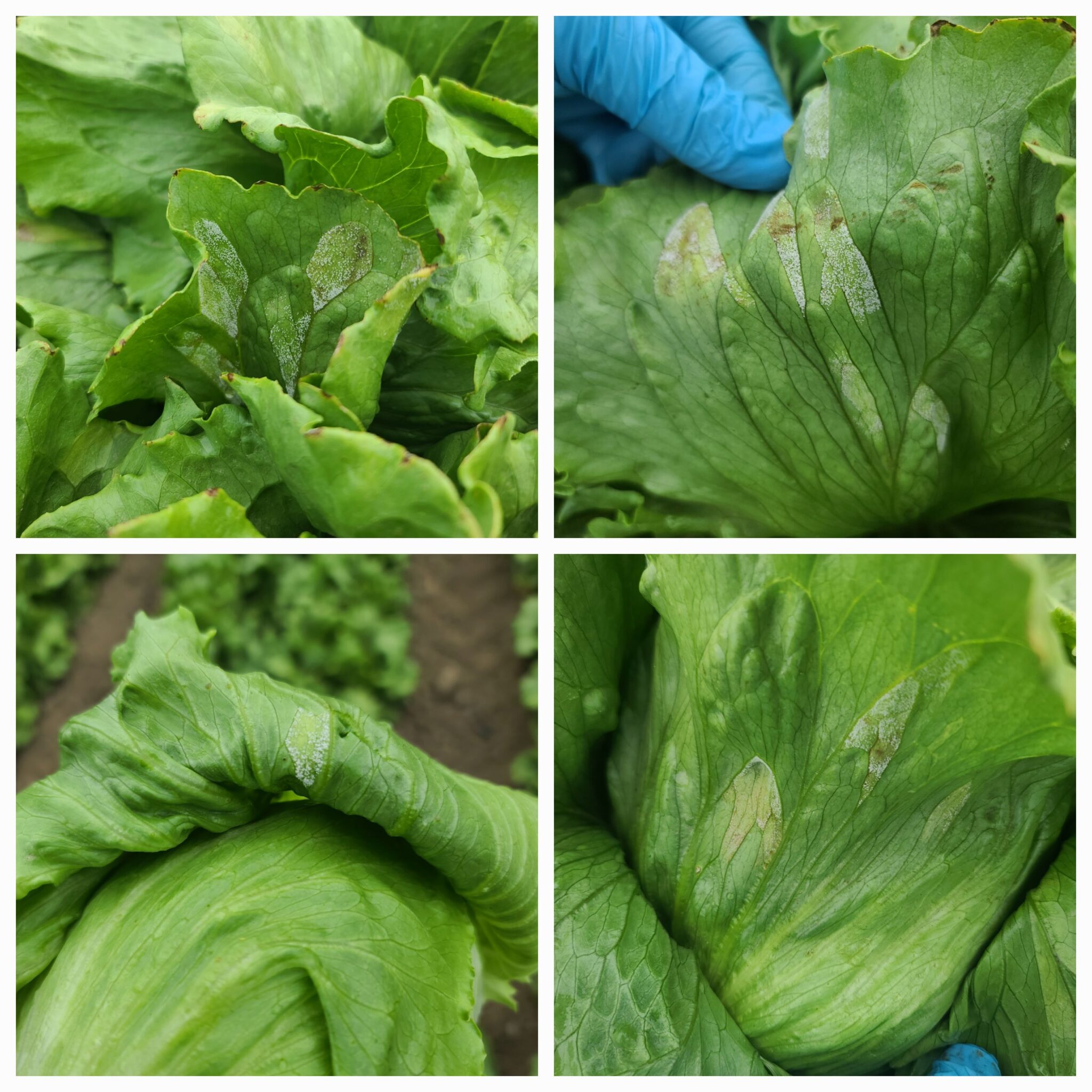 FROM THE FIELDS: SALINAS VALLEY ICEBERG LETTUCE UPDATE - Markon