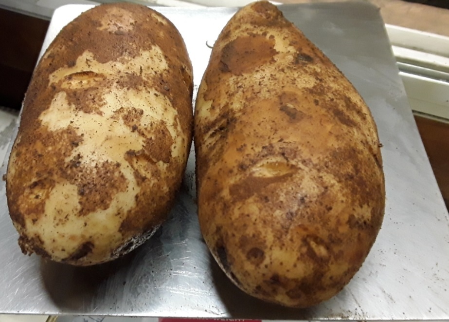 UPDATE: POTATOES – NEW CROP APPEARANCE - Markon