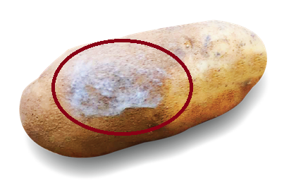 UPDATE: POTATOES - Markon