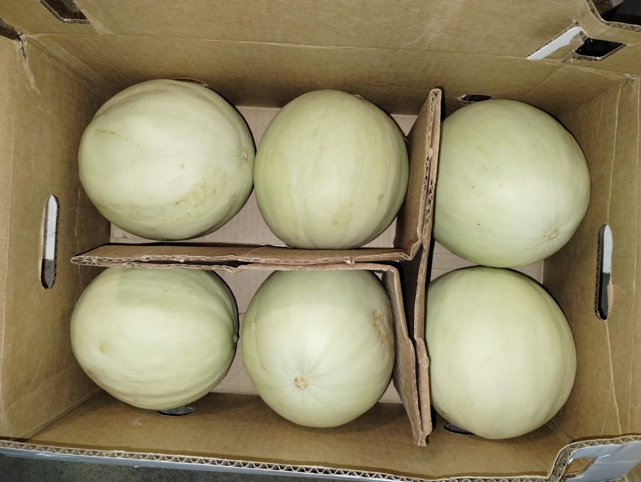 UPDATE: MELONS - Markon