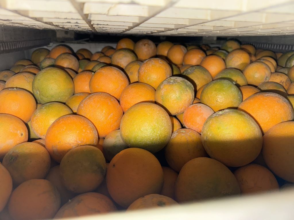 UPDATE: CALIFORNIA NAVEL DE-GREENING - Markon