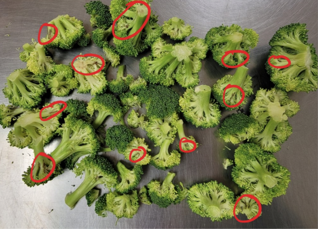 FROM THE FIELDS: DOWNY MILDEW IN DESERT BROCCOLI - Markon