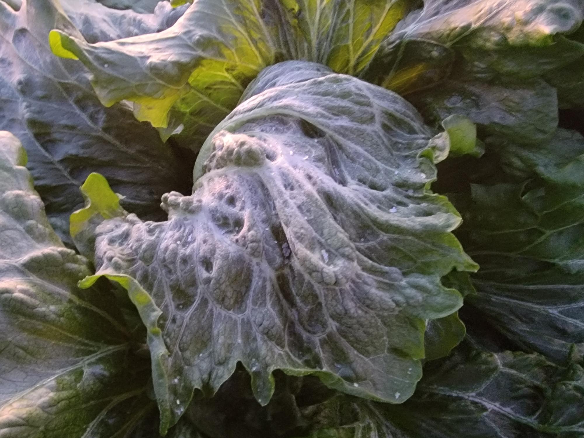 FROM THE FIELDS: LETTUCE ICE IN THE DESERT REGION - Markon