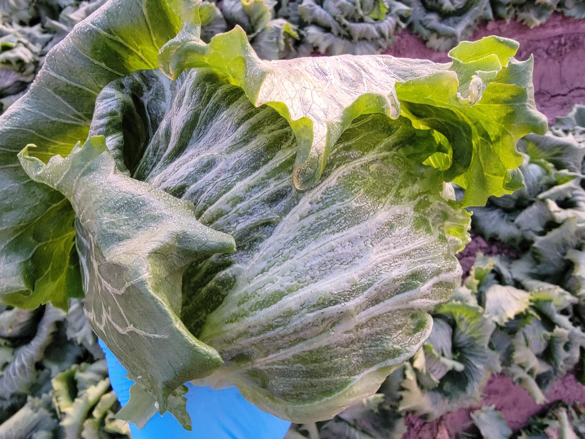 FROM THE FIELDS: LETTUCE ICE IN THE DESERT REGION - Markon