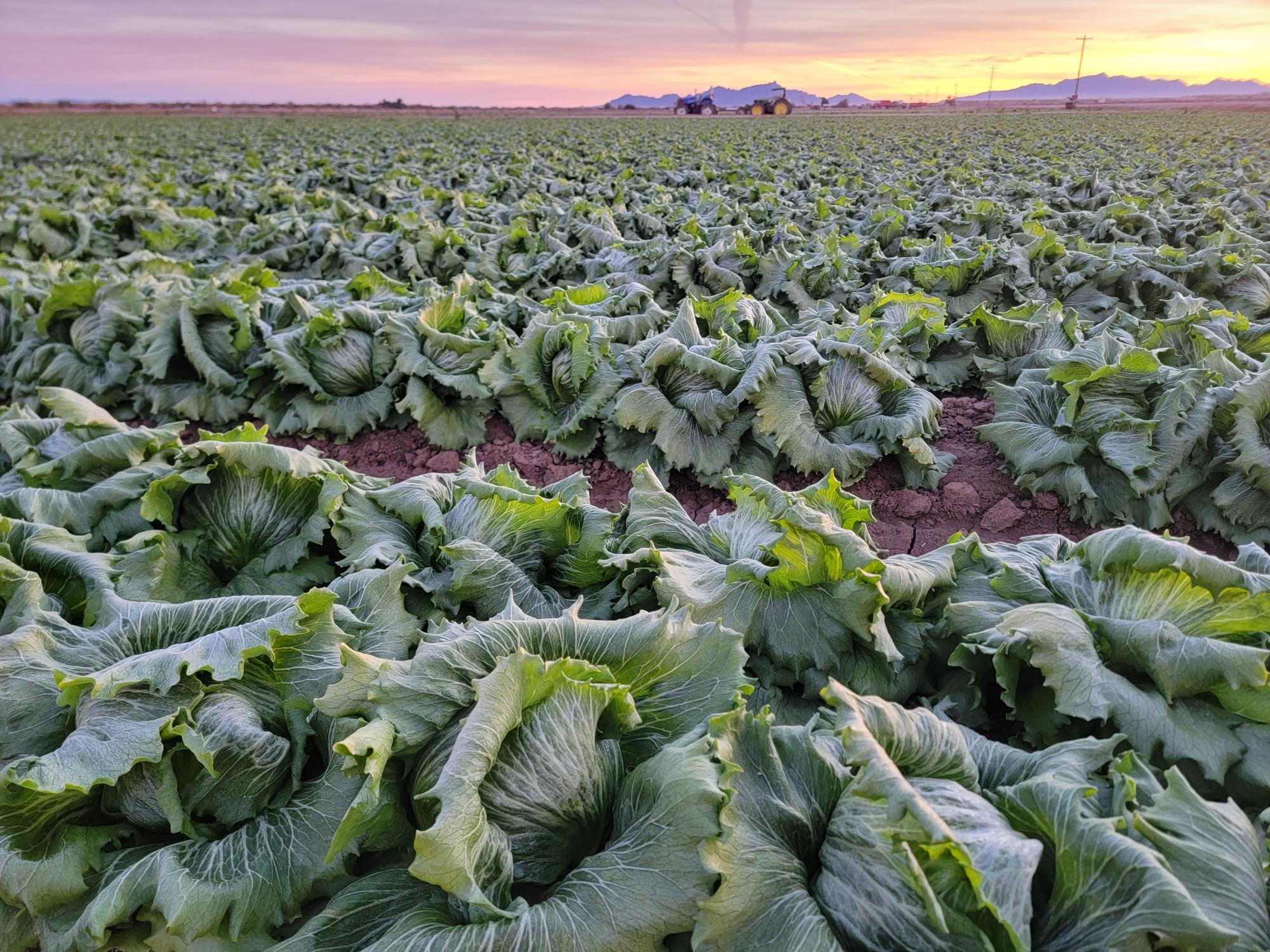 FROM THE FIELDS: LETTUCE ICE IN THE DESERT REGION - Markon