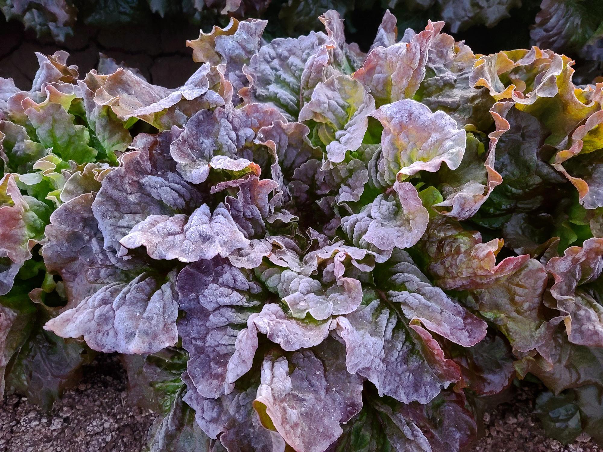 FROM THE FIELDS: LETTUCE ICE IN THE DESERT REGION - Markon