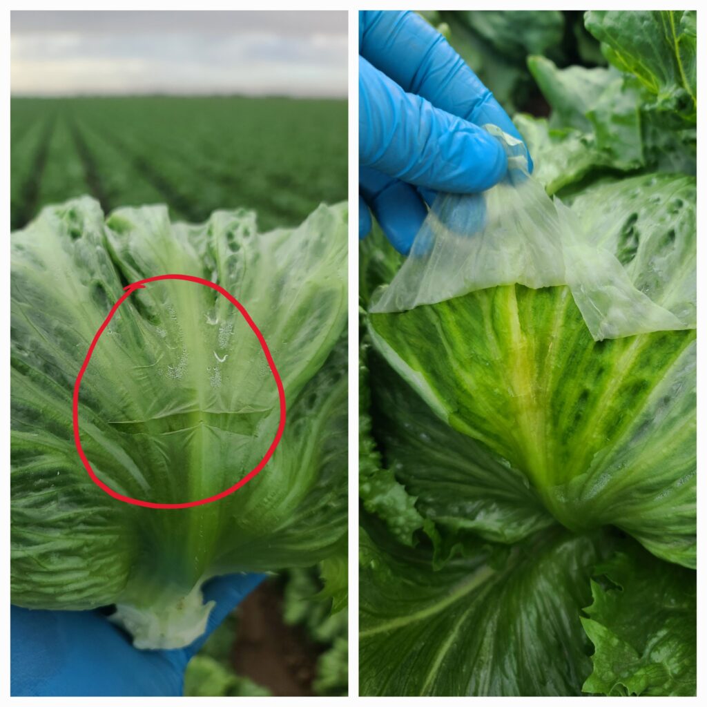 FROM THE FIELDS: FREEZE-RELATED QUALITY CHALLENGES - Markon