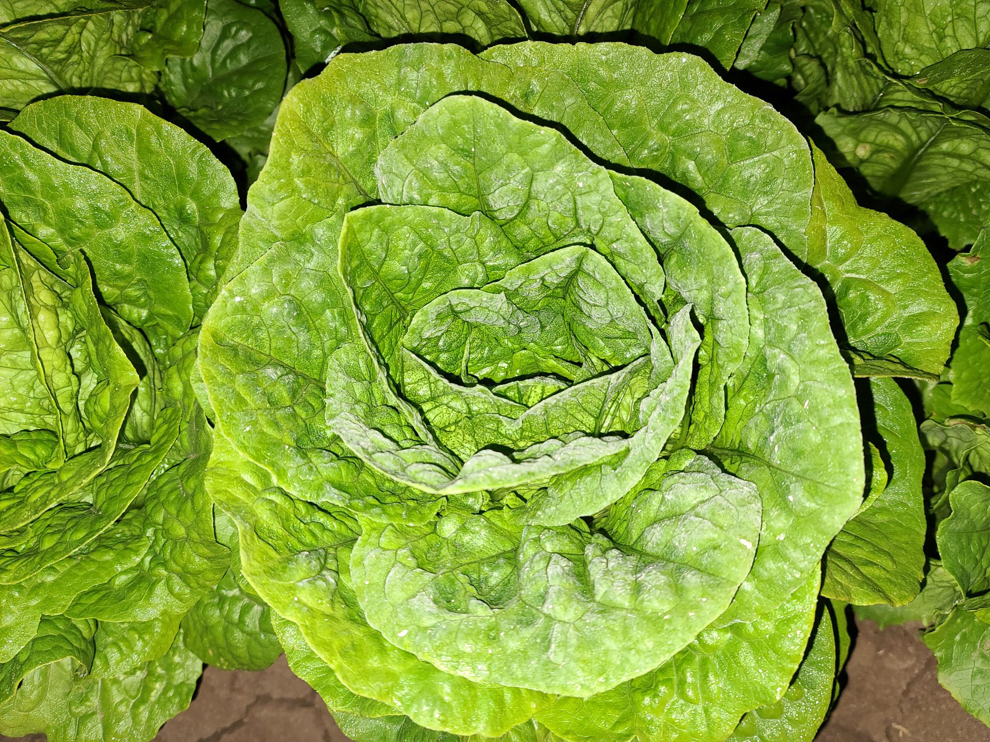 FROM THE FIELDS: LETTUCE ICE IN THE DESERT REGION - Markon