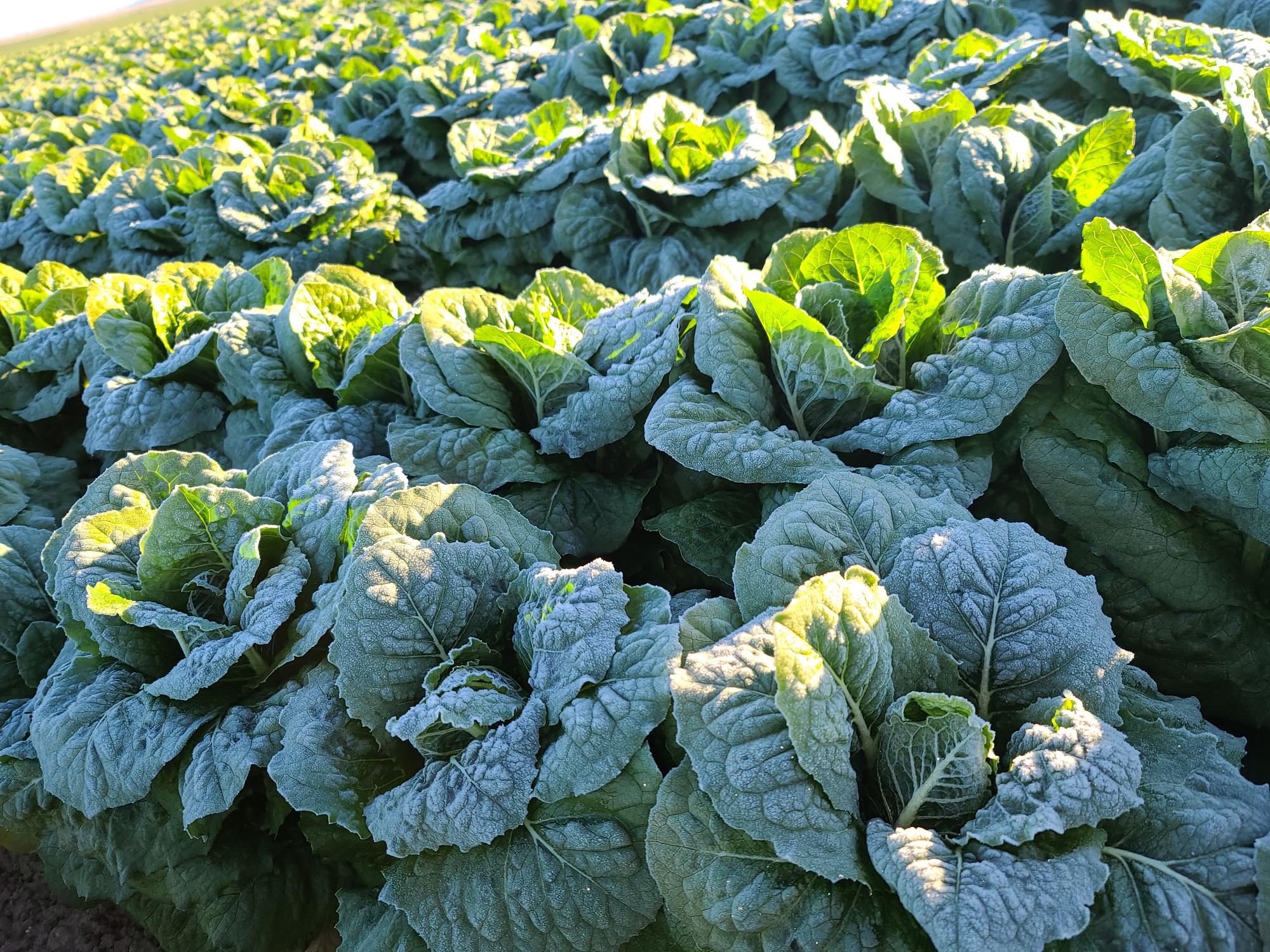 LIVE FROM THE FIELDS: ARIZONA AND CALIFORNIA DESERT REGION WIDESPREAD ...