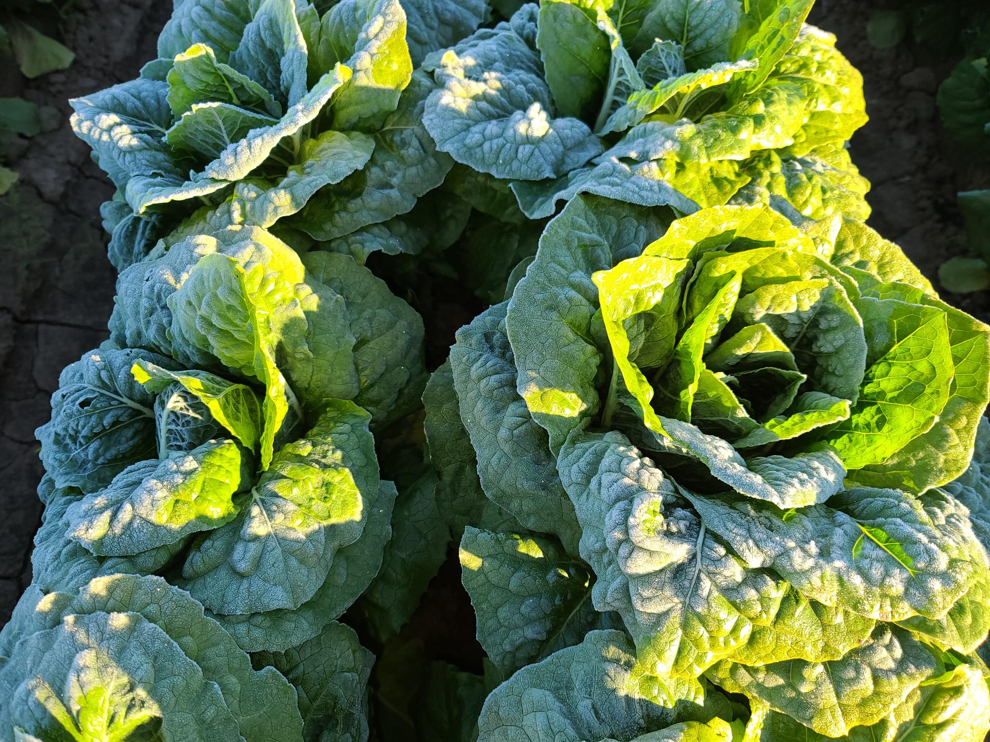 LIVE FROM THE FIELDS: ARIZONA AND CALIFORNIA DESERT REGION WIDESPREAD ...