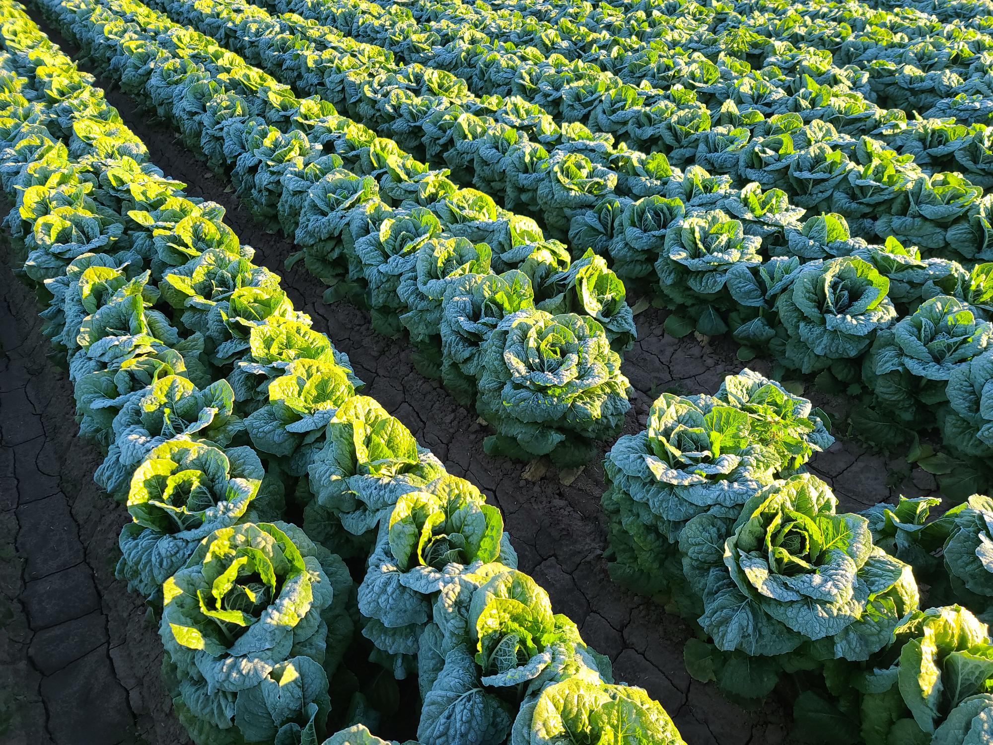 LIVE FROM THE FIELDS: ARIZONA AND CALIFORNIA DESERT REGION WIDESPREAD ...
