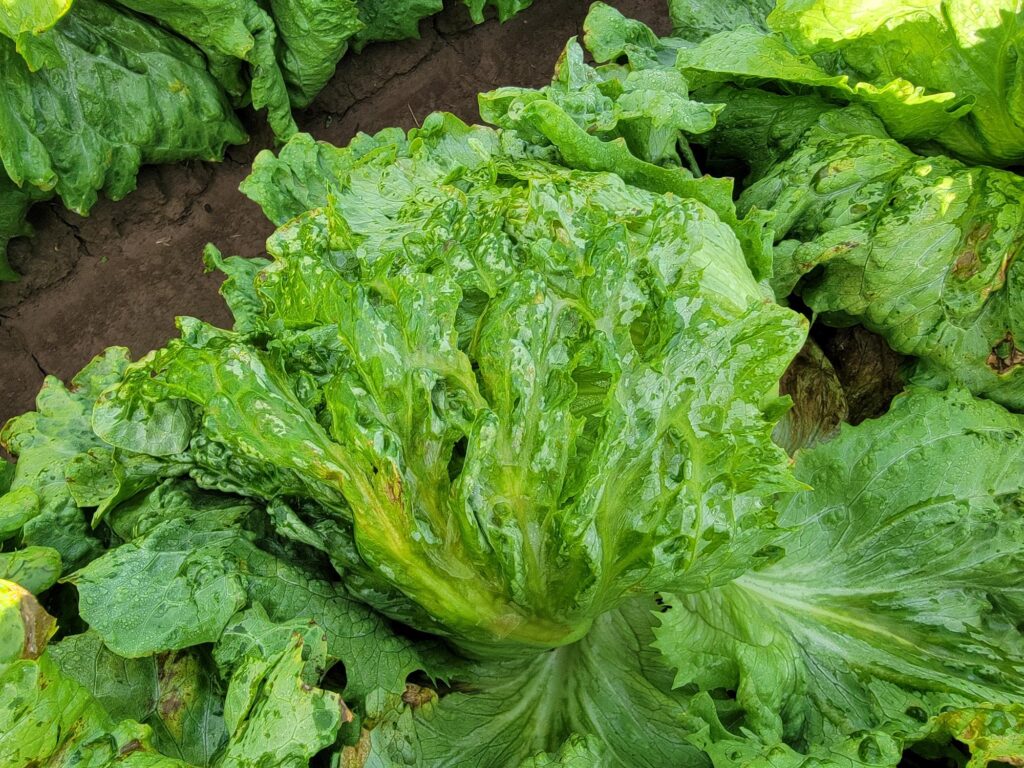 FROM THE FIELDS: YUMA RAIN AFTERMATH - Markon