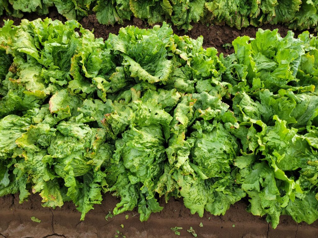 FROM THE FIELDS: YUMA RAIN AFTERMATH - Markon