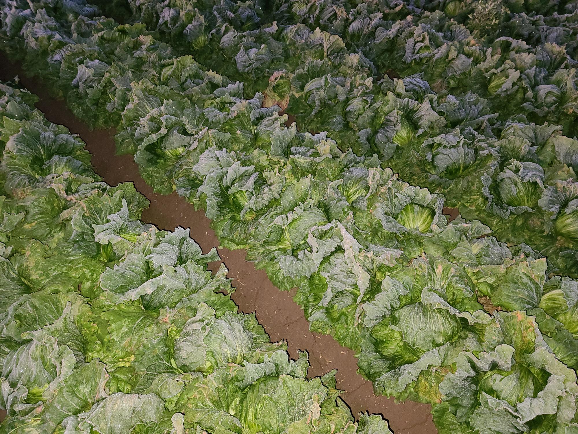 FROM THE FIELDS: LETTUCE ICE IN THE DESERT REGION - Markon