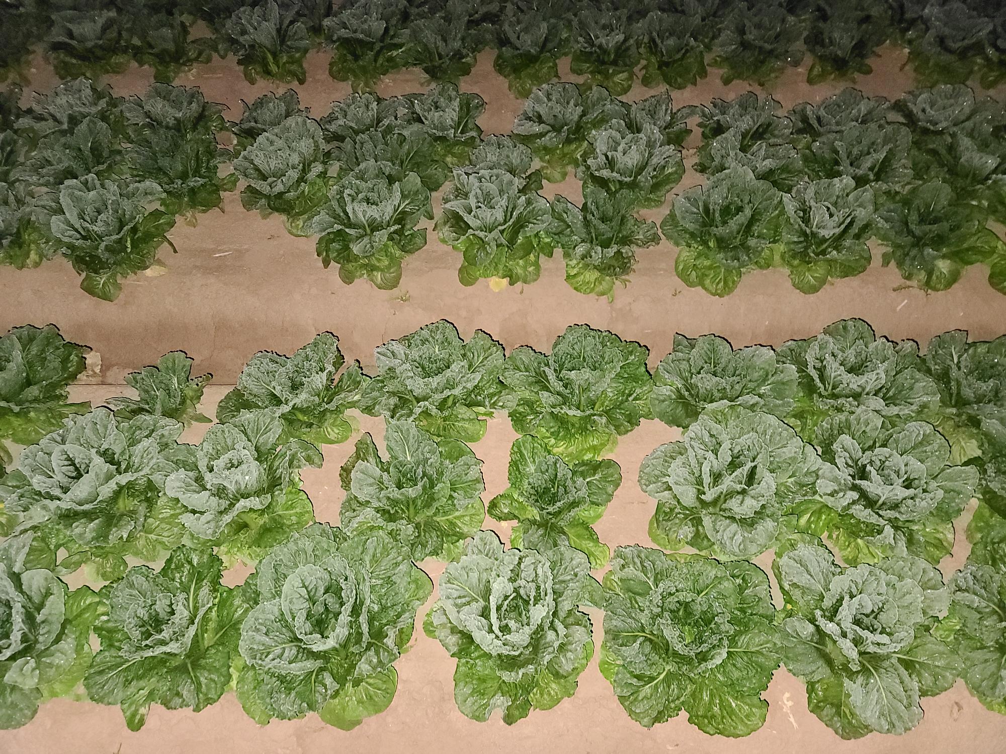 FROM THE FIELDS: LETTUCE ICE IN THE DESERT REGION - Markon