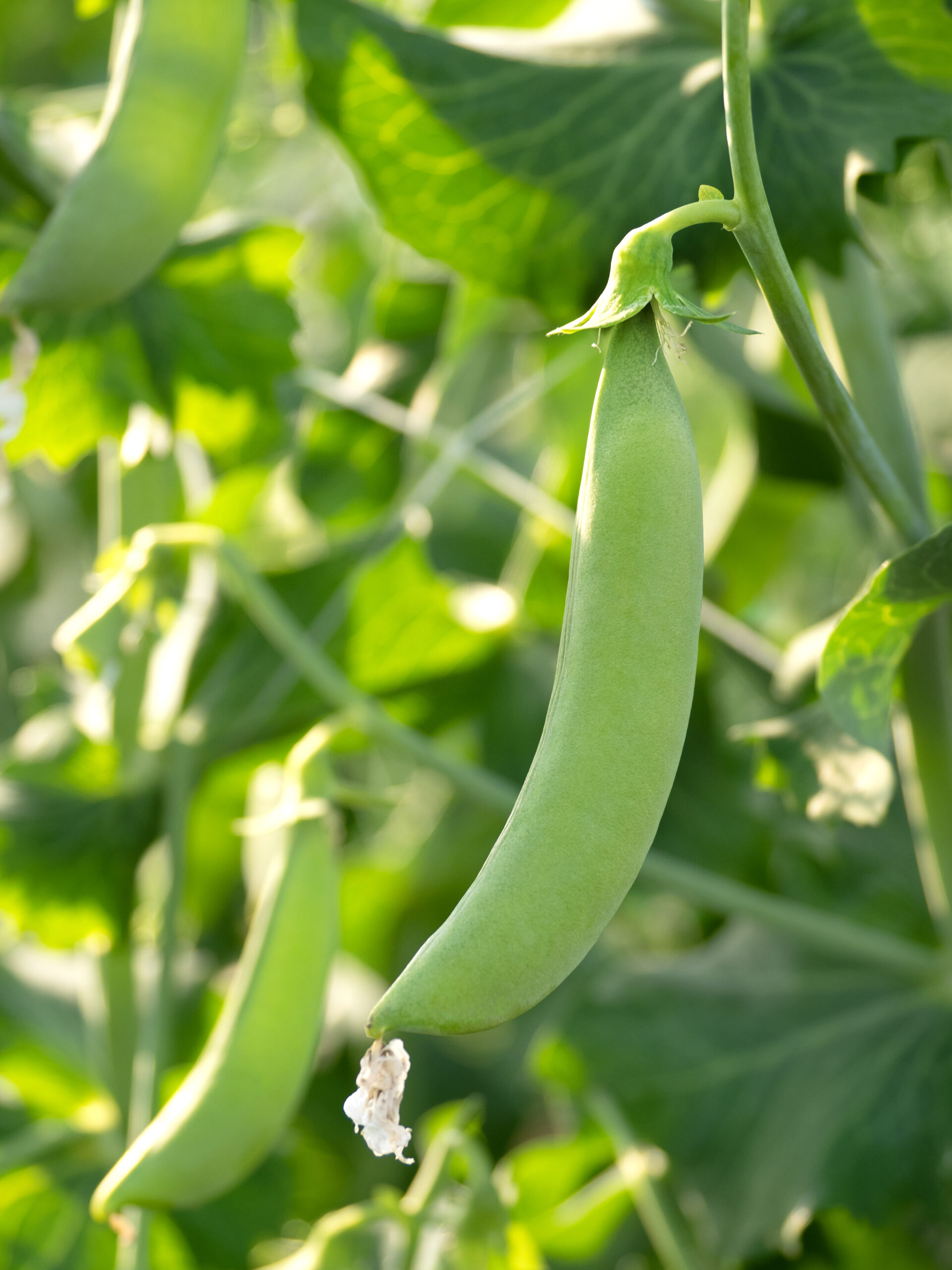 NOW AVAILABLE! Markon First Crop Sugar Snap Peas - Markon