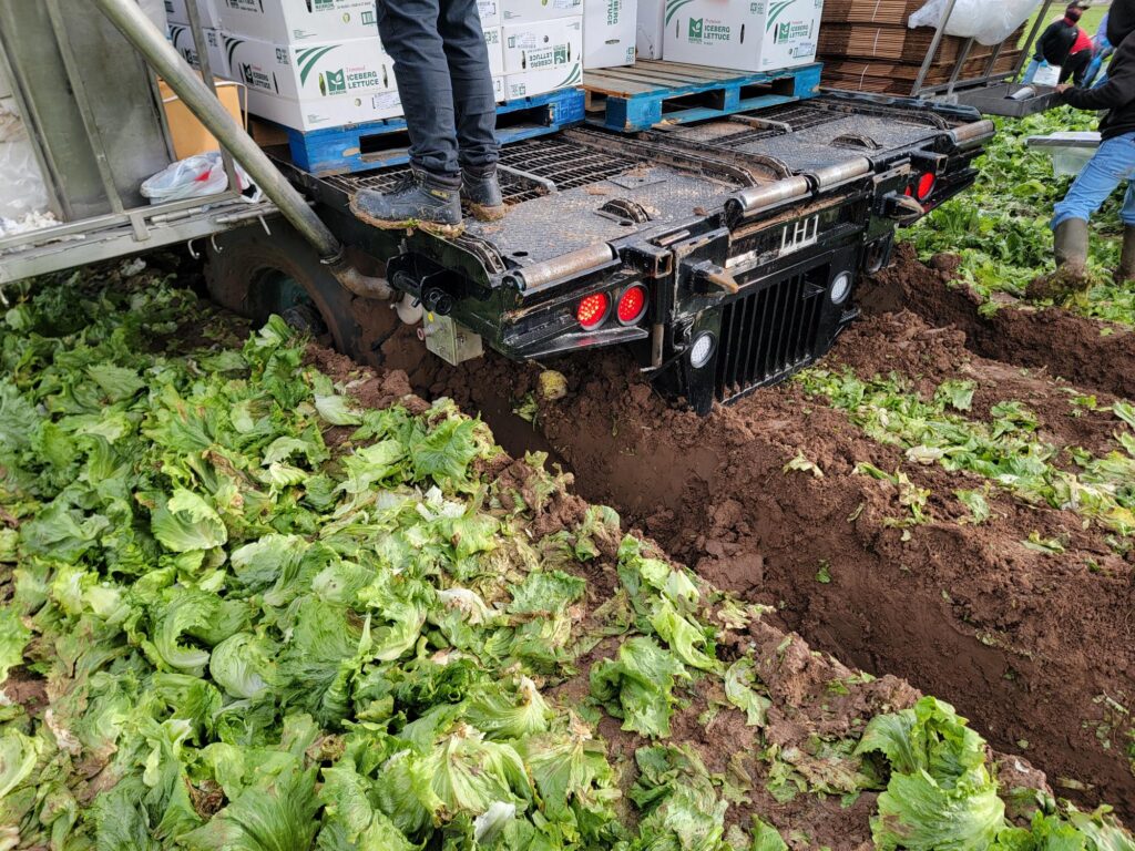 FROM THE FIELDS: YUMA RAIN AFTERMATH - Markon