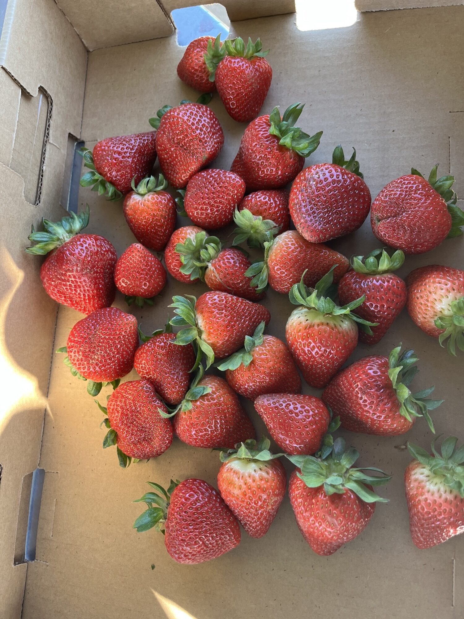 UPDATE: STRAWBERRIES - Markon