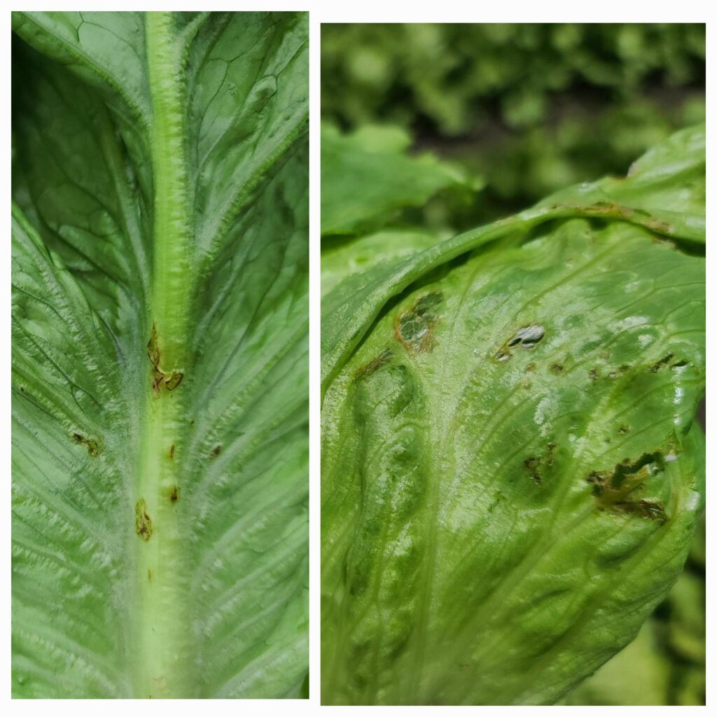 FROM THE FIELDS: HEAT-RELATED QUALITY CONCERNS - Markon