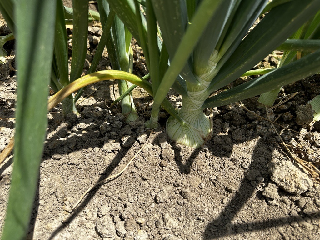 UPDATE: SEVERE THUNDERSTORMS IN EASTERN OREGON/WESTERN IDAHO - Markon