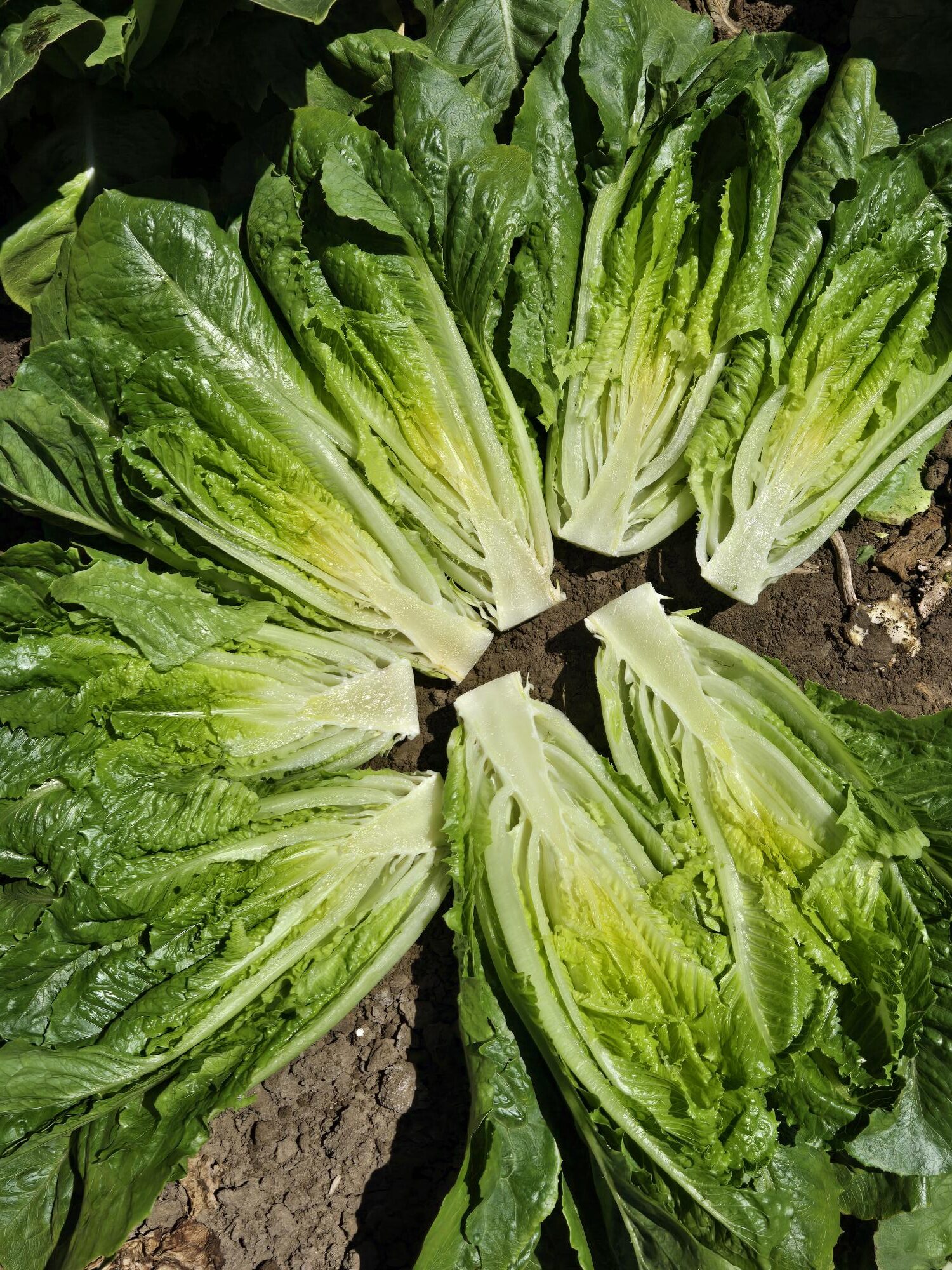 FROM THE FIELDS: ROMAINE HEART UPDATE - Markon