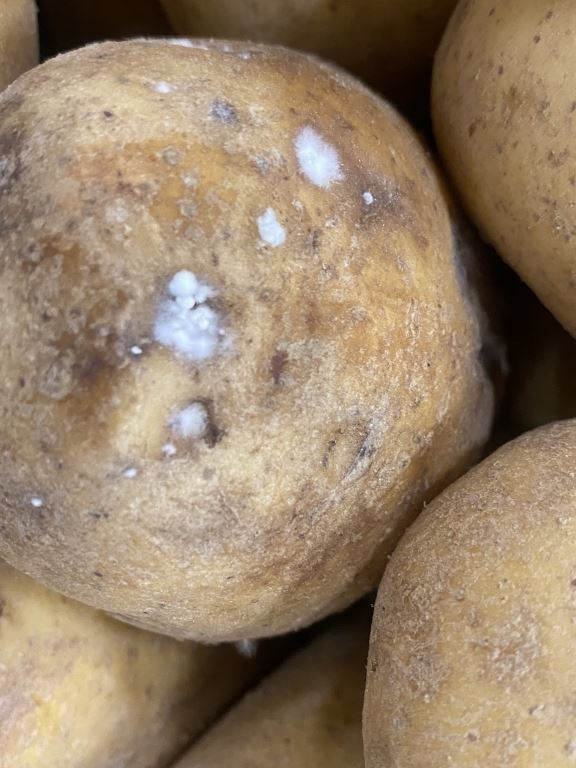 UPDATE: NEW CROP POTATOES - Markon