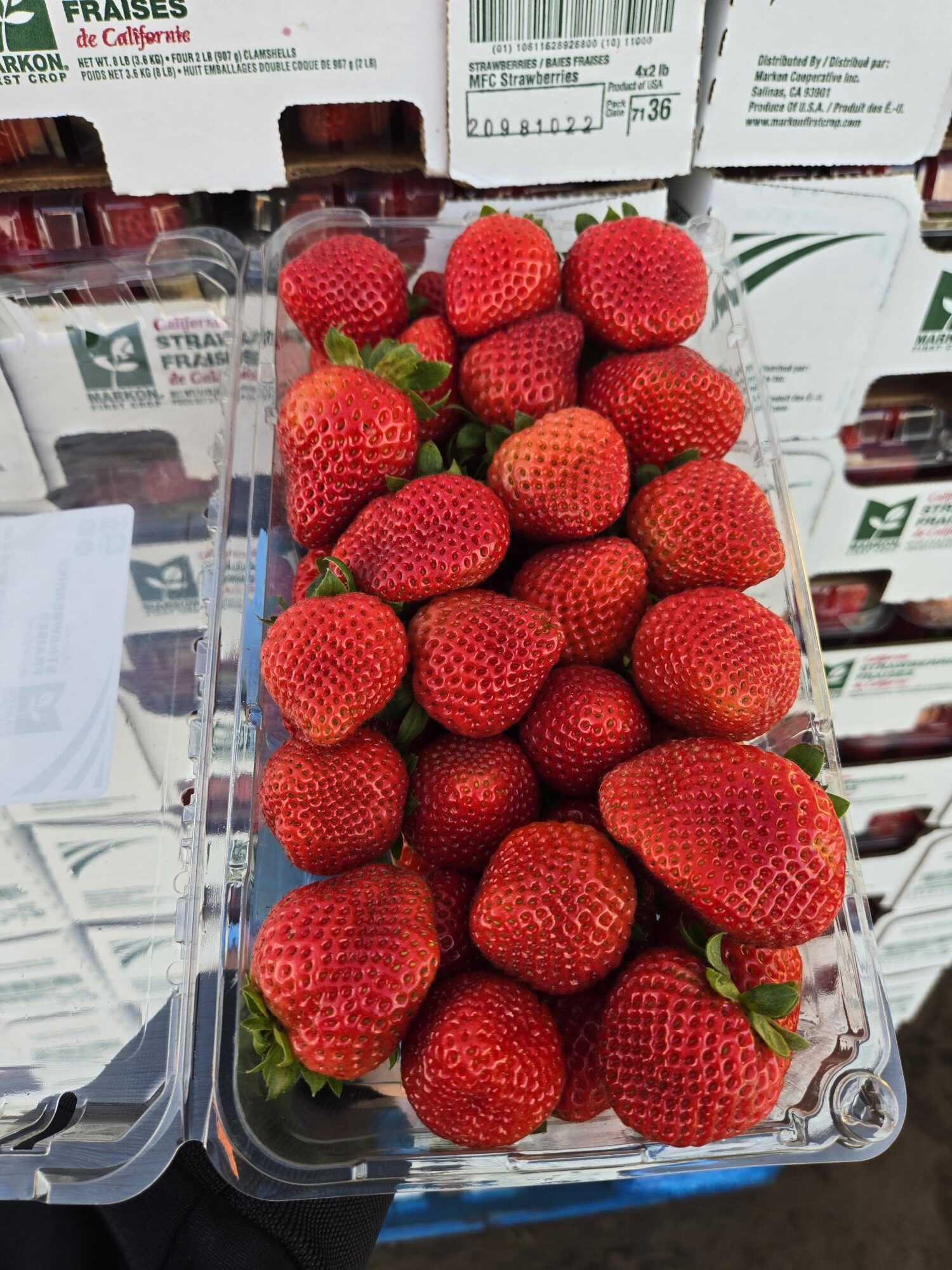 FROM THE FIELDS: SANTA MARIA & OXNARD STRAWBERRIES - Markon