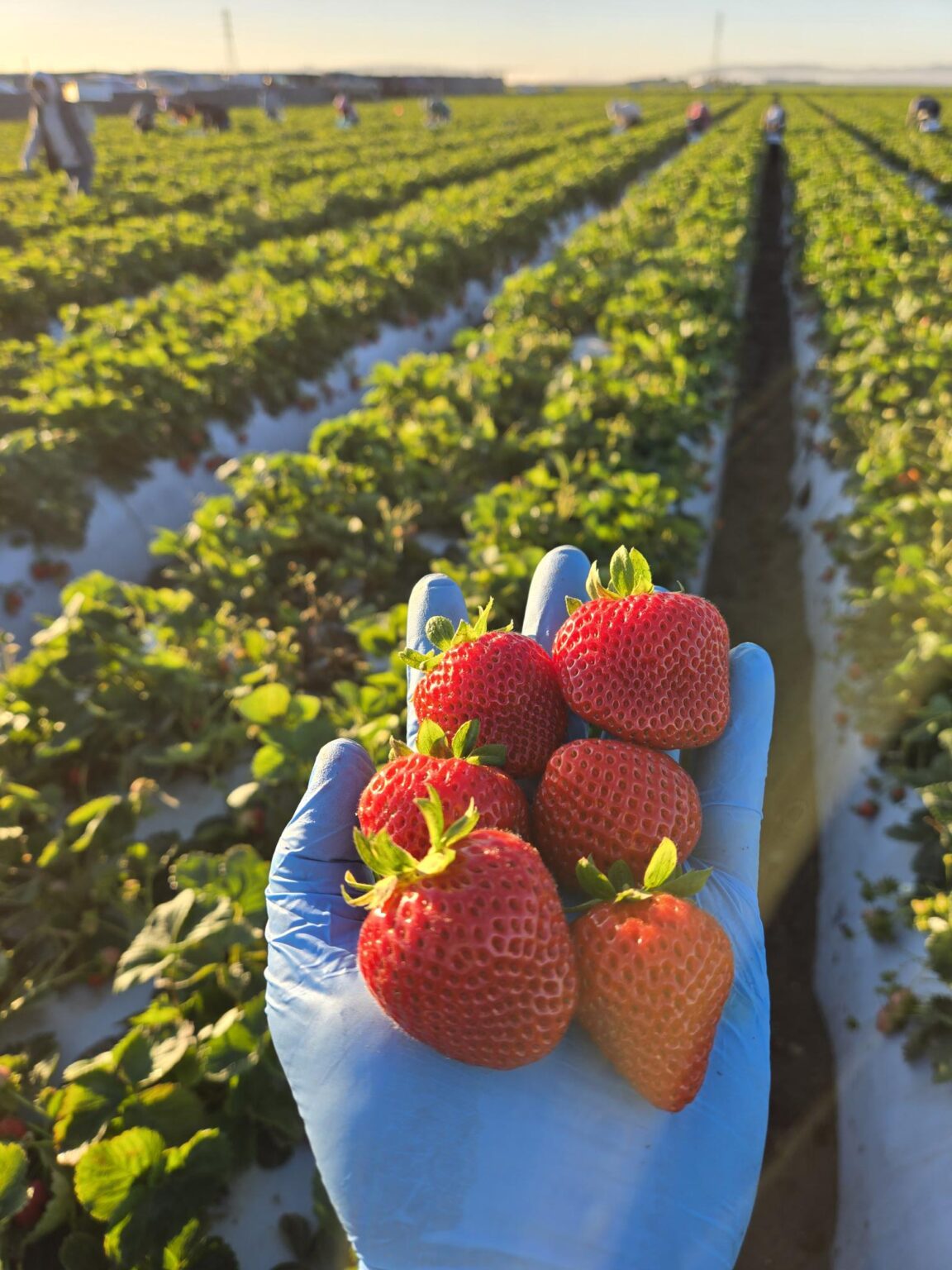 FROM THE FIELDS: SANTA MARIA & OXNARD STRAWBERRIES - Markon