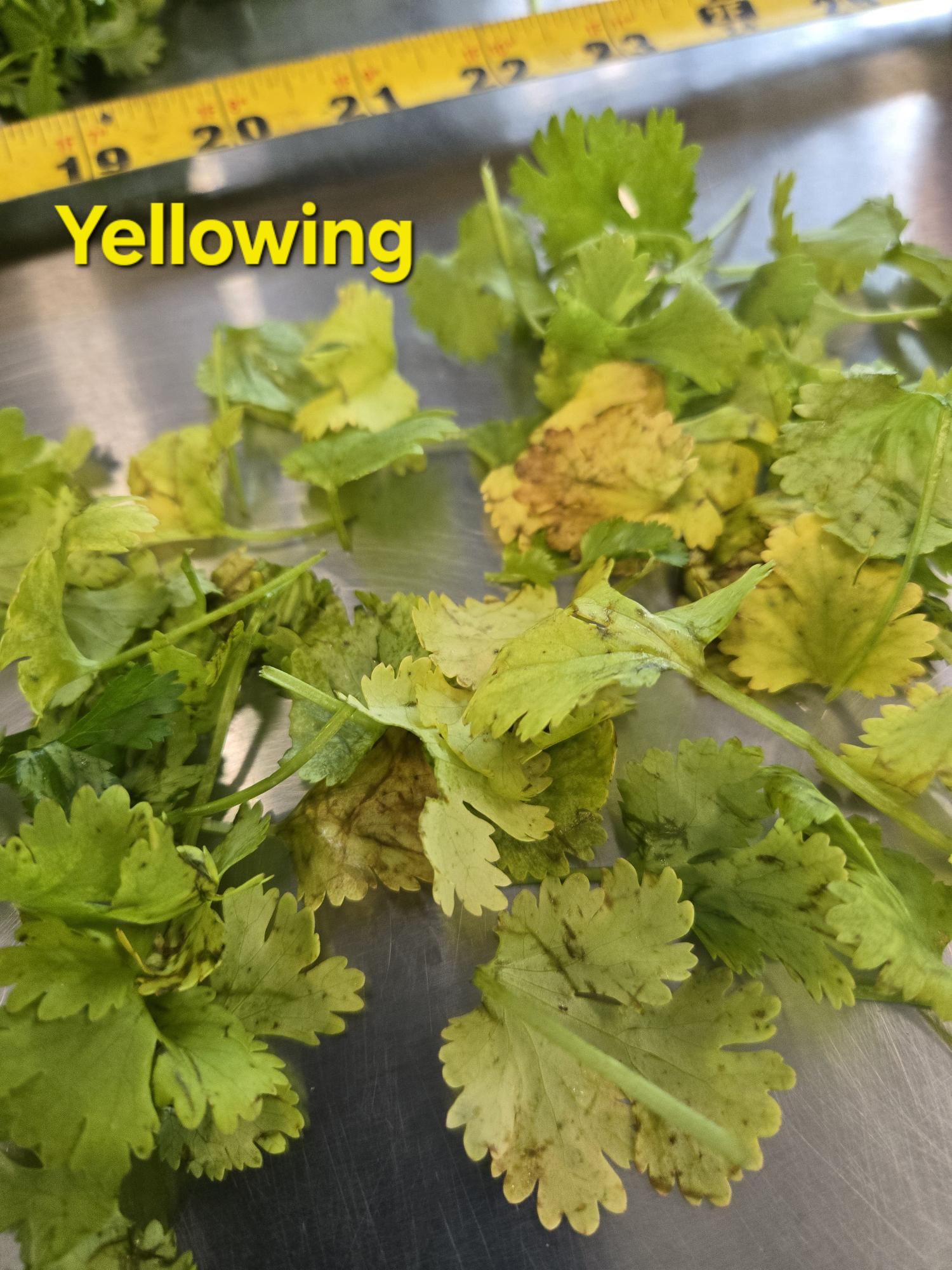 FROM THE FIELDS: WEST COAST HEAT AFTERMATH - Markon