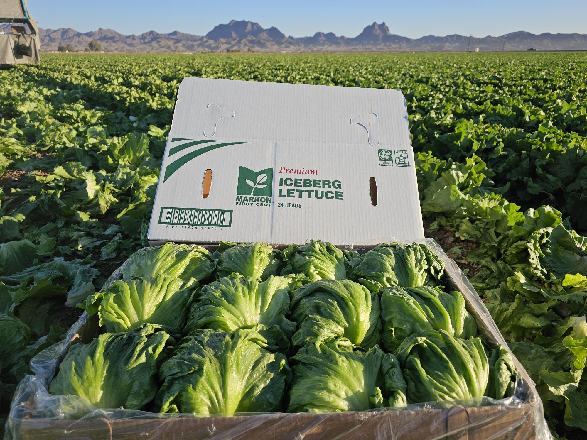 FROM THE FIELDS: DESERT REGION ICEBERG LETTUCE - Markon