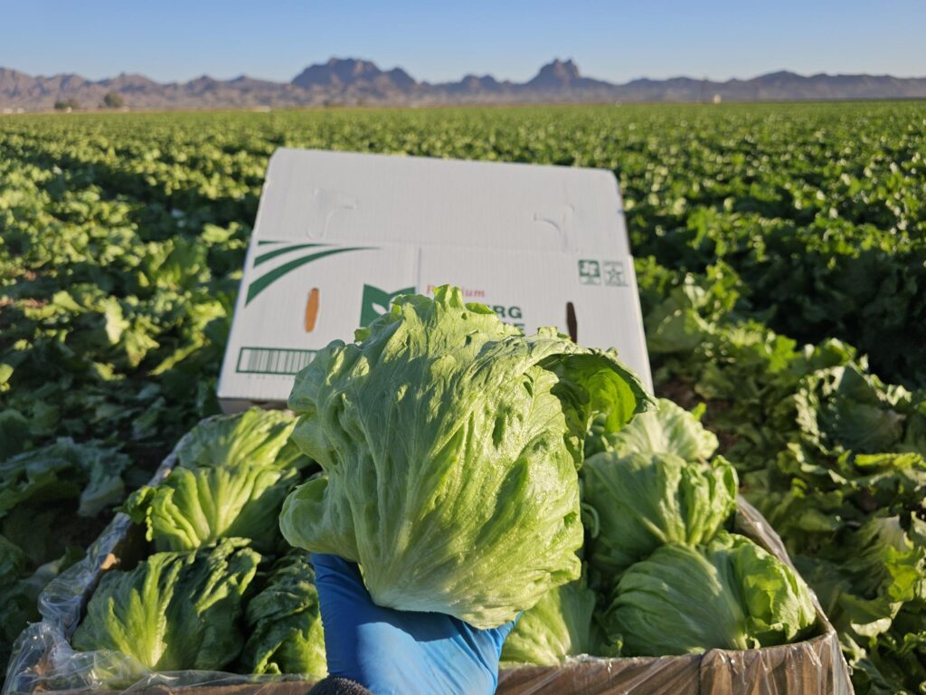 FROM THE FIELDS: DESERT REGION ICEBERG LETTUCE - Markon