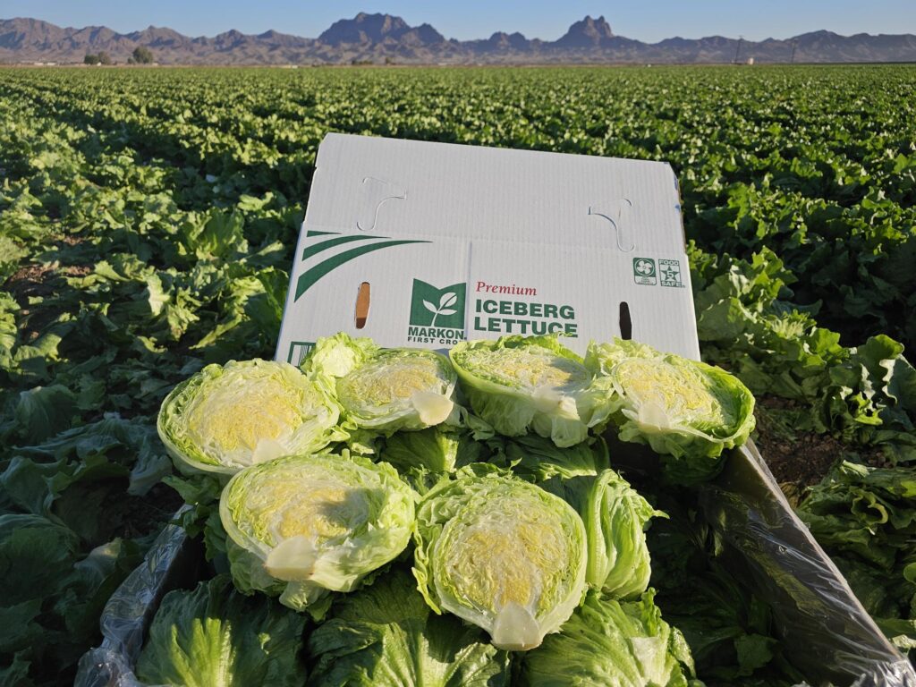 FROM THE FIELDS: DESERT REGION ICEBERG LETTUCE - Markon