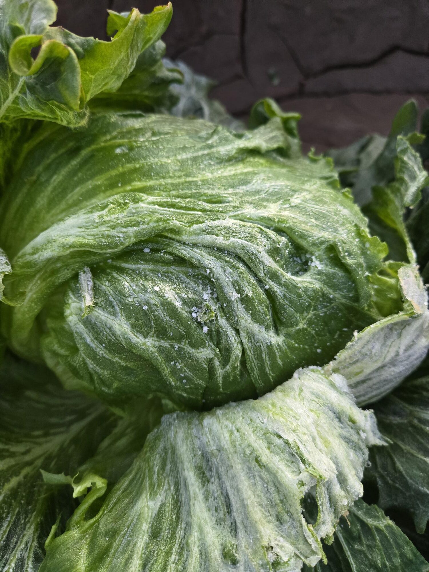 FROM THE FIELDS: MORE LETTUCE ICE IN THE DESERT REGION - Markon