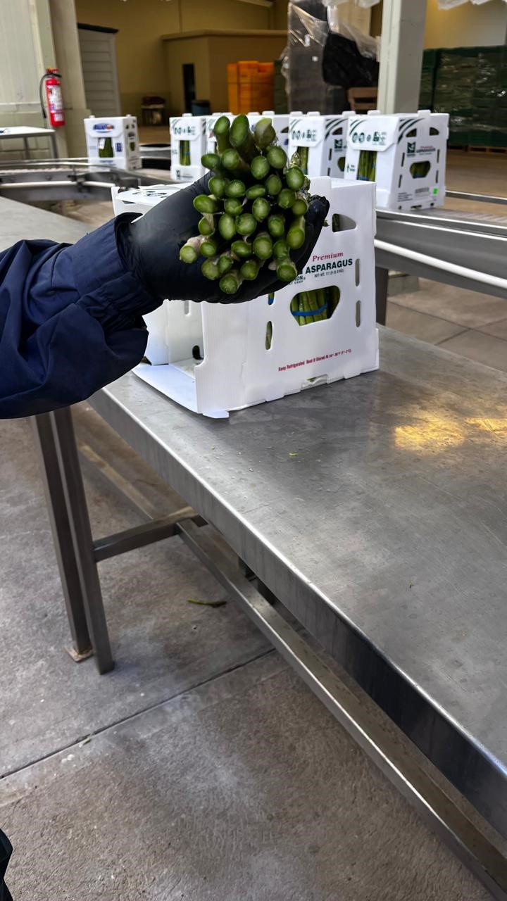 UPDATE: ASPARAGUS - Markon