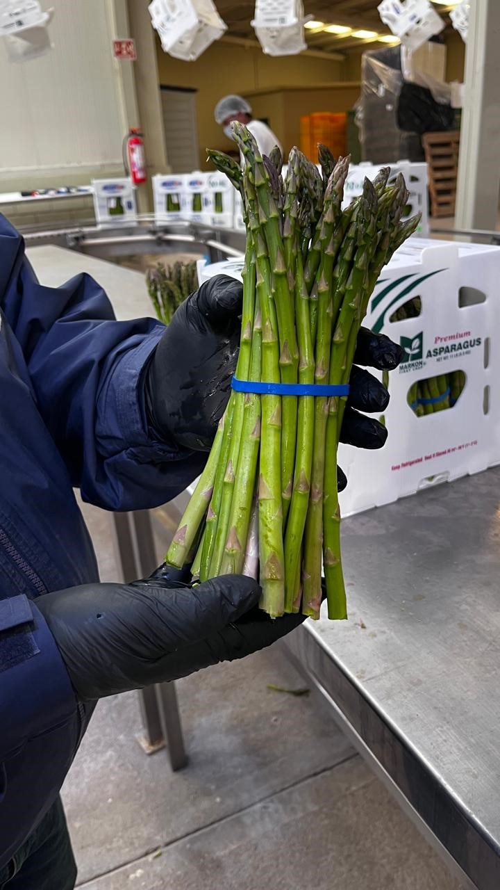 UPDATE: ASPARAGUS - Markon