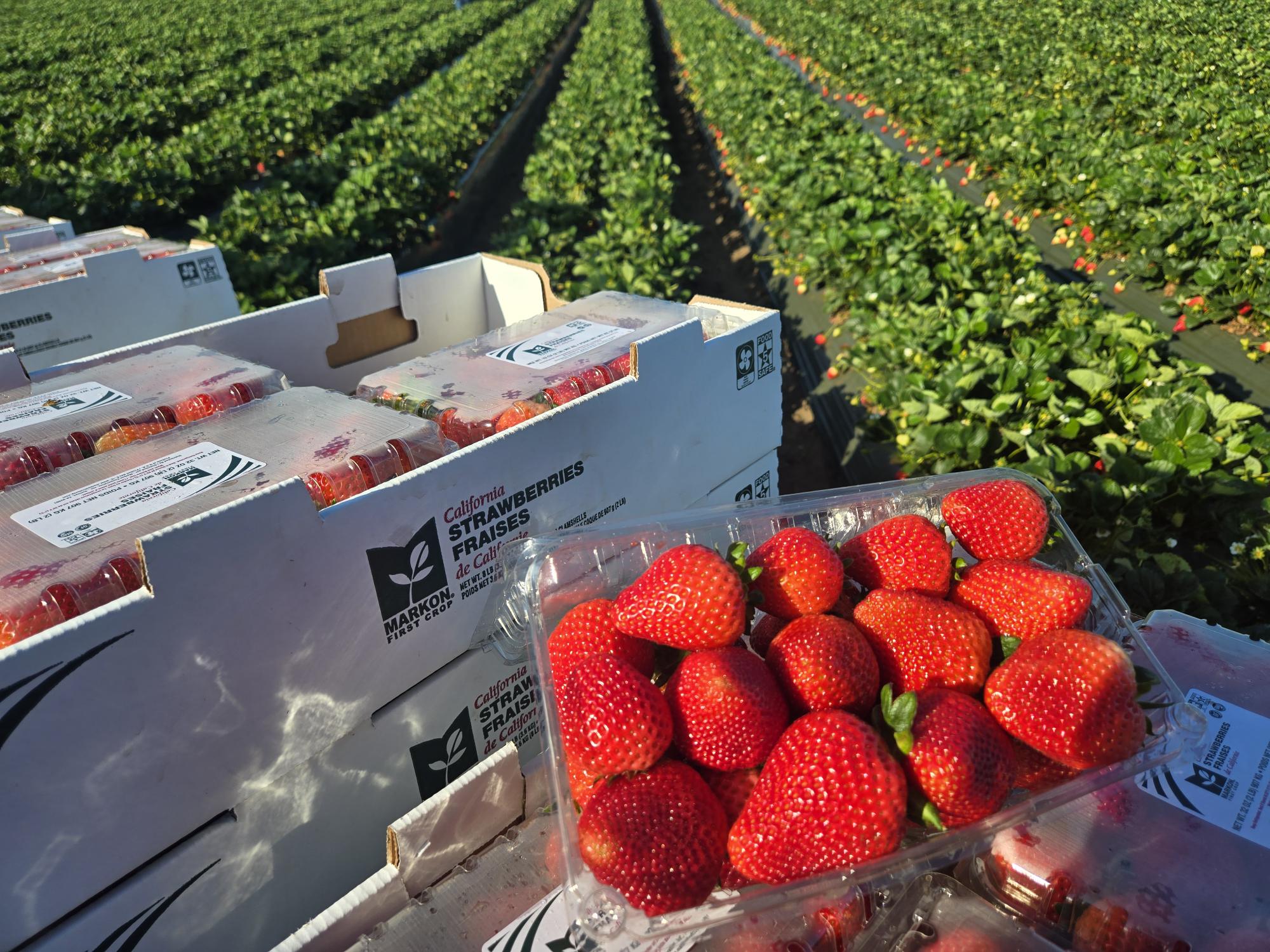 UPDATE: CALIFORNIA STRAWBERRIES - Markon