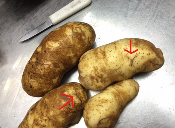 UPDATE: POTATOES - Markon