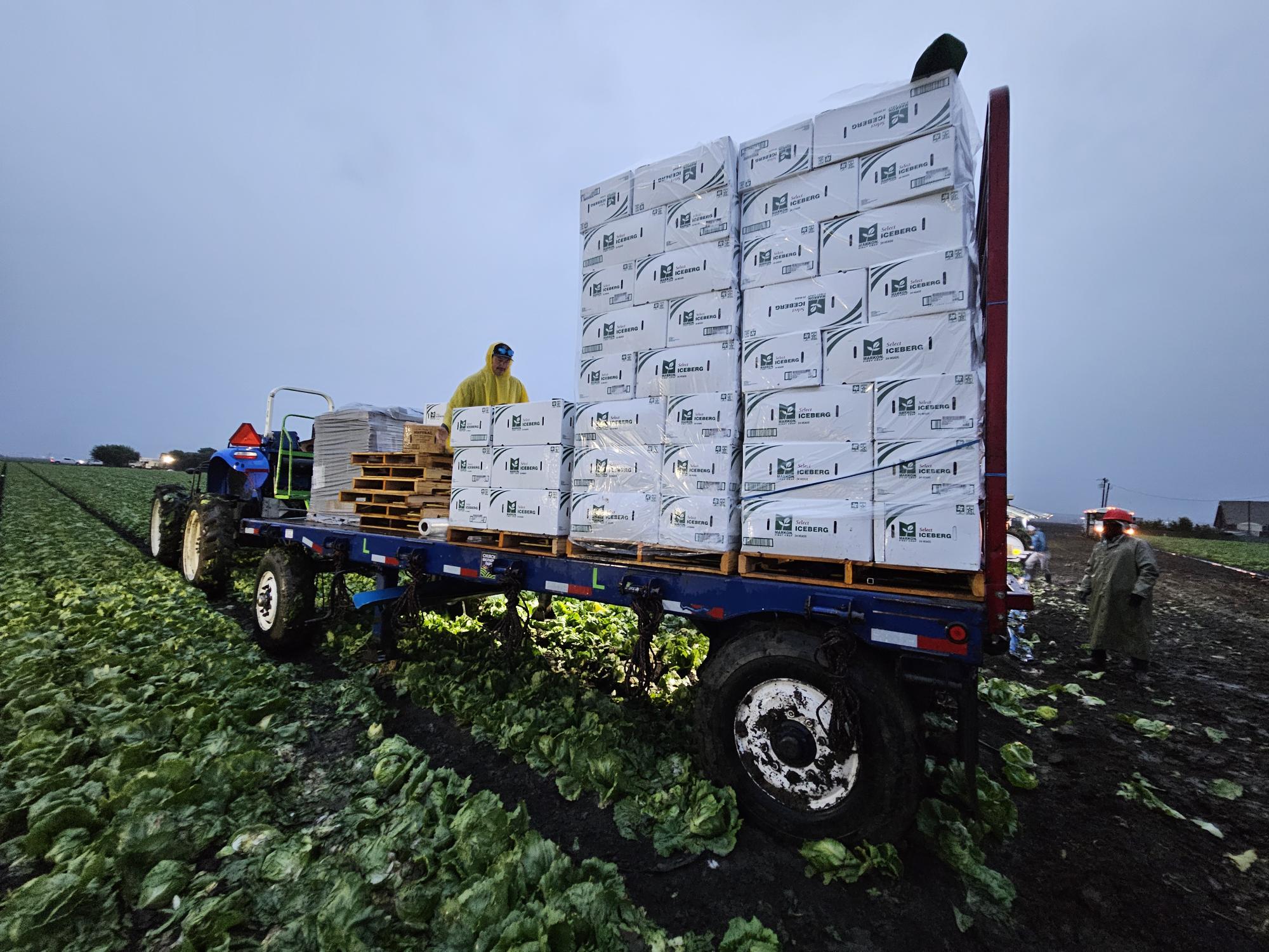 FROM THE FIELDS: WET WEATHER ON THE WEST COAST - Markon