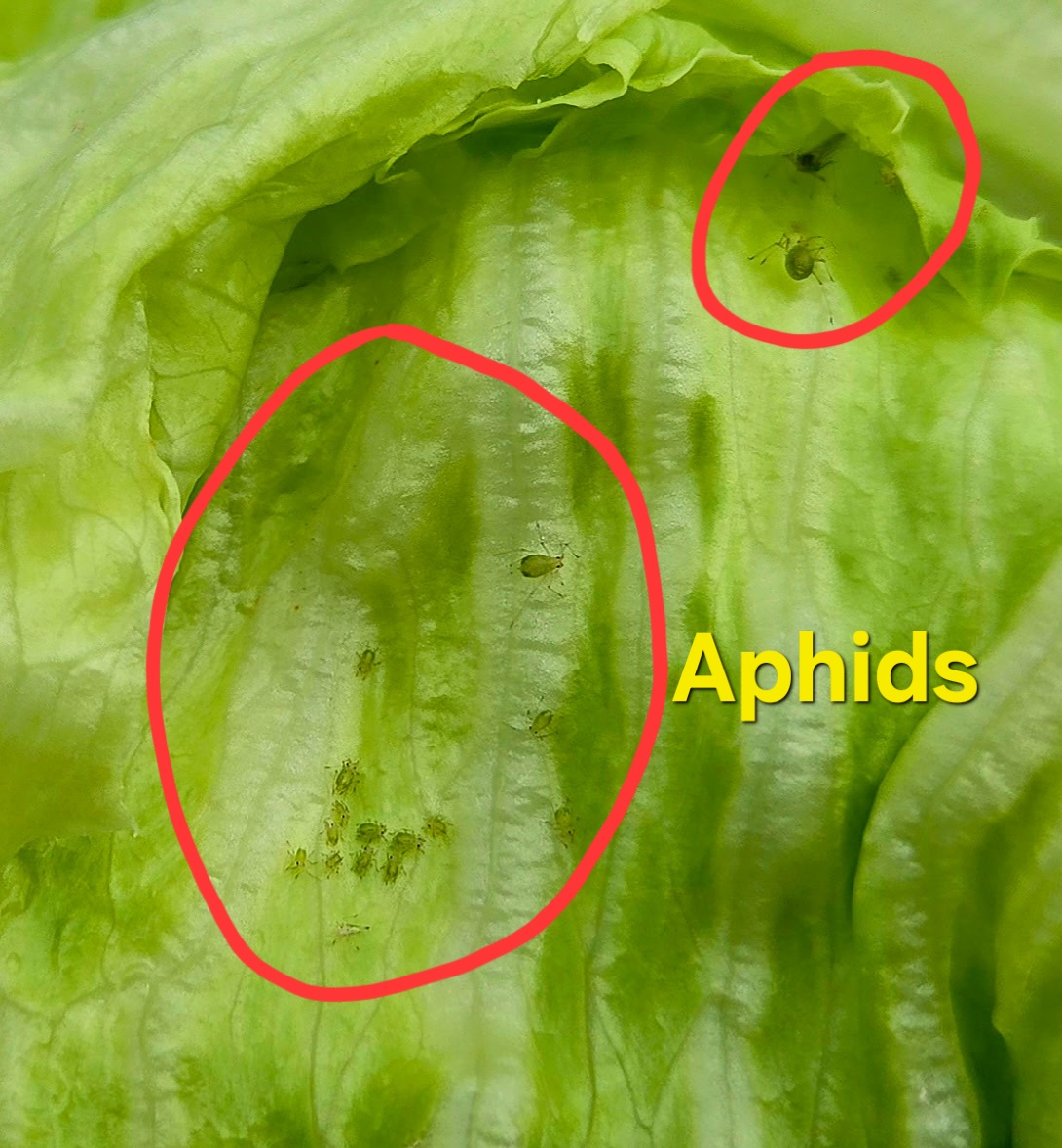 FROM THE FIELDS: YUMA, ARIZONA LETTUCE UPDATE - Markon