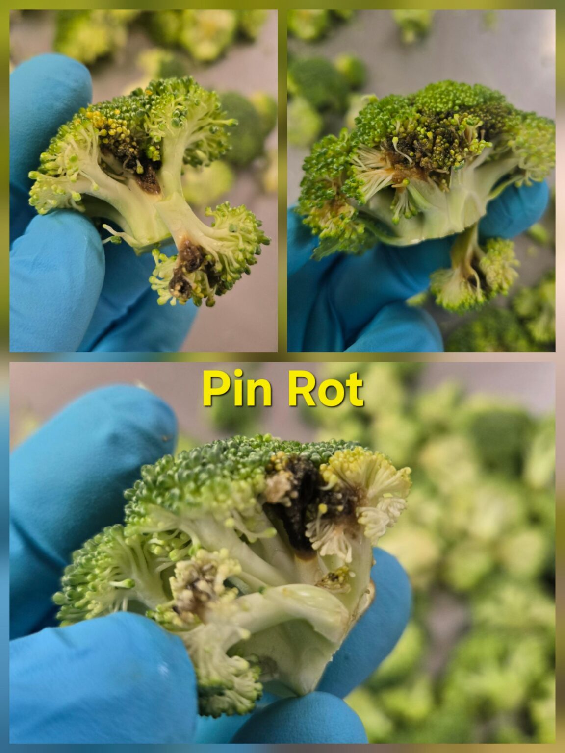 FROM THE FIELDS: PIN ROT IN DESERT BROCCOLI SUPPLIES - Markon