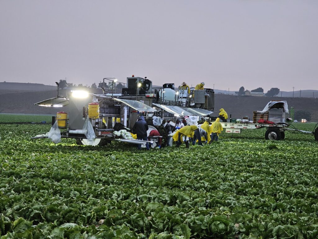 FROM THE FIELDS: YUMA, ARIZONA LETTUCE UPDATE - Markon