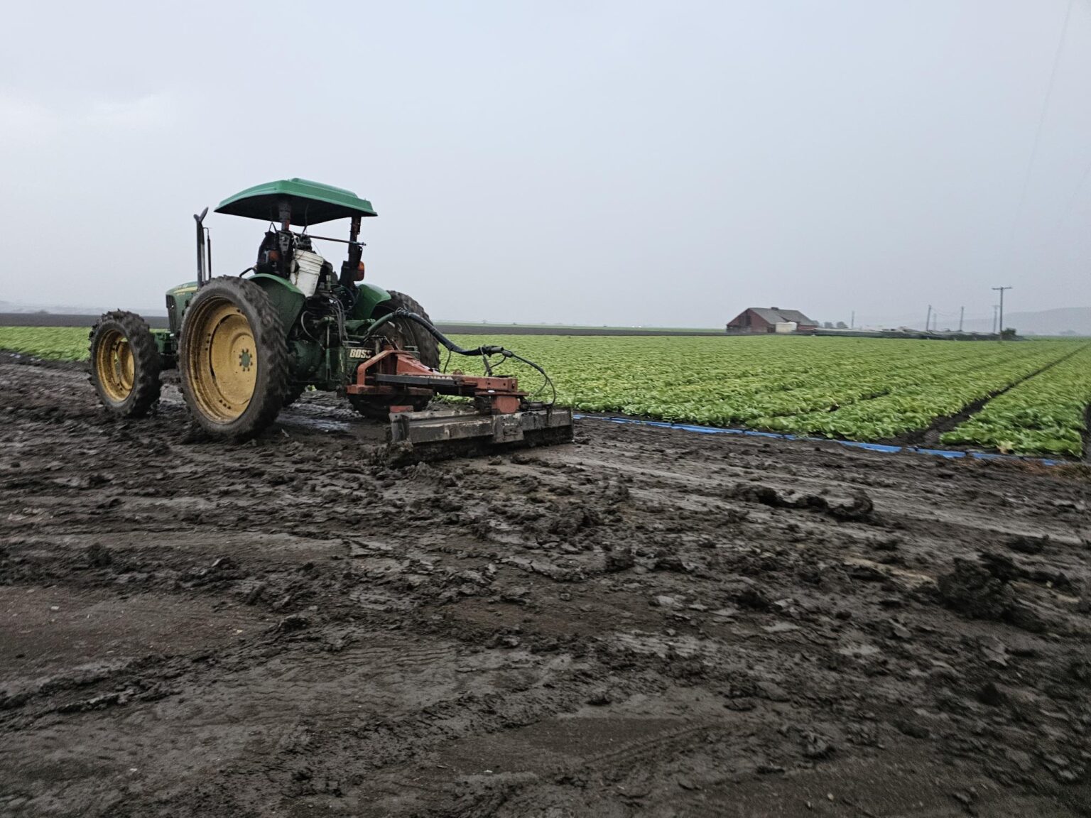 FROM THE FIELDS: YUMA, ARIZONA LETTUCE UPDATE - Markon