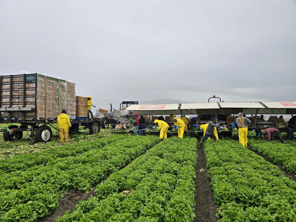 FROM THE FIELDS: WEST COAST RAIN - Markon