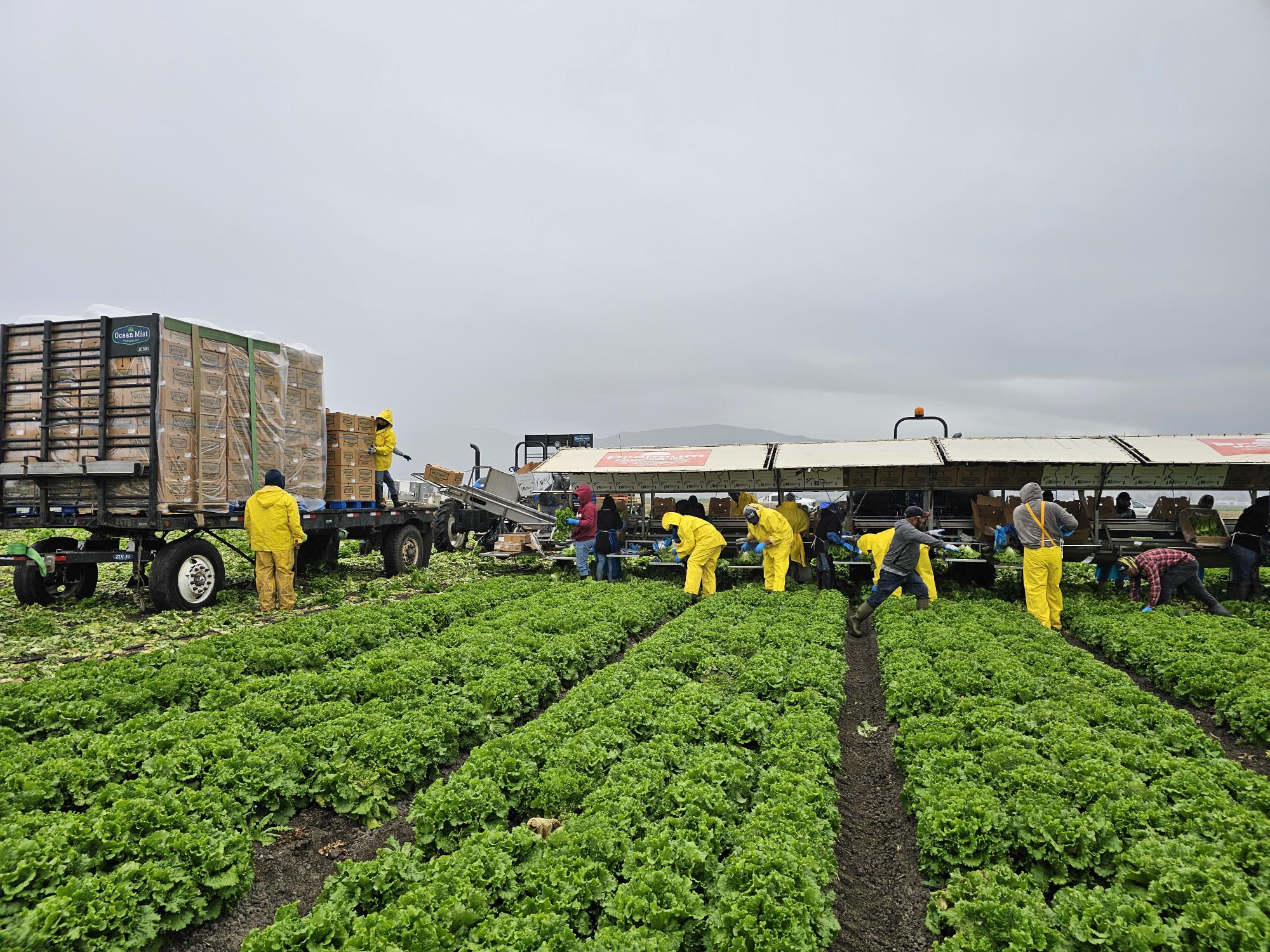 FROM THE FIELDS: WEST COAST RAIN - Markon