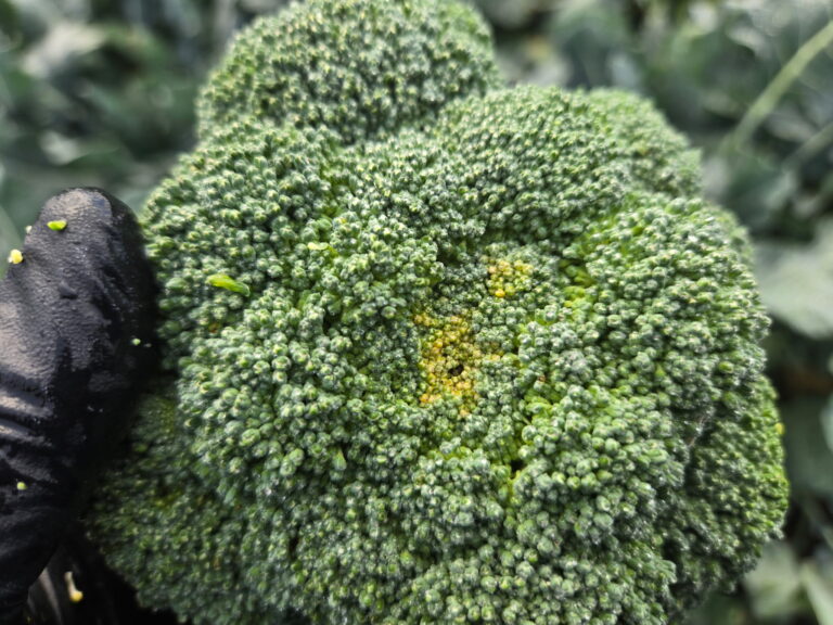 FROM THE FIELDS: PIN ROT IN DESERT BROCCOLI SUPPLIES - Markon