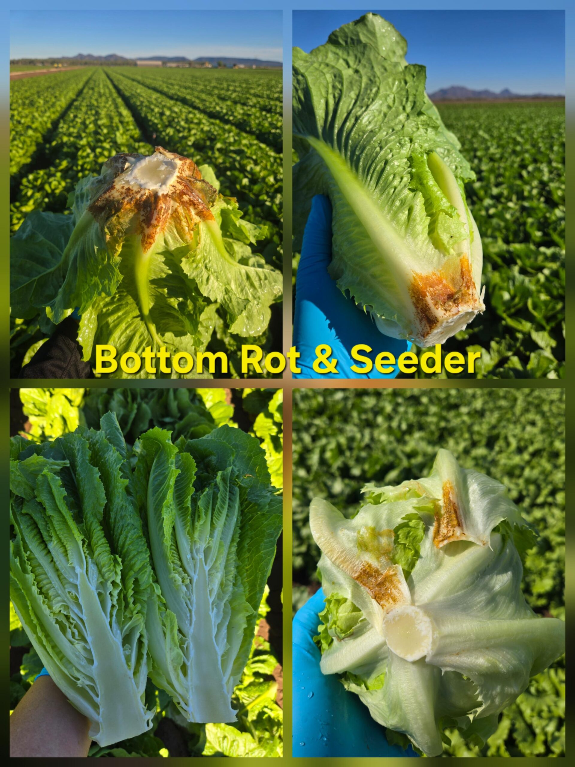 FROM THE FIELDS: QUALITY CHALLENGES IN DESERT ROW CROPS - Markon
