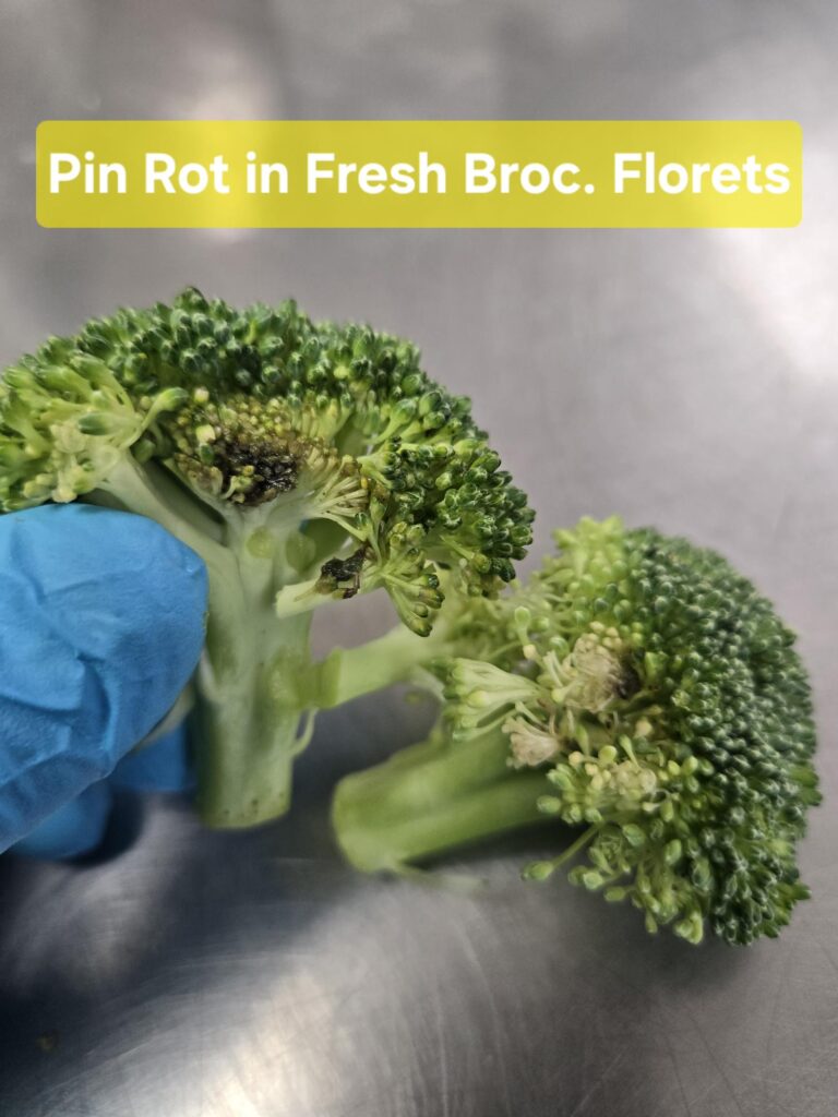 FROM THE FIELDS: VALUE-ADDED SALAD QUALITY - Markon